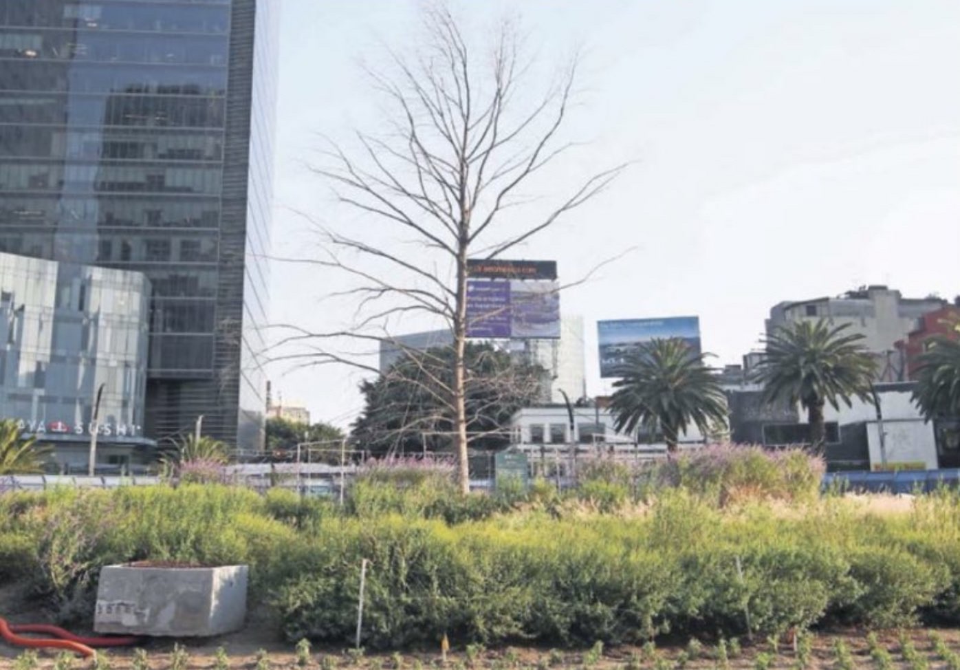 Recomiendan expertos reubicar ahuehuete de la Glorieta de Reforma y ...